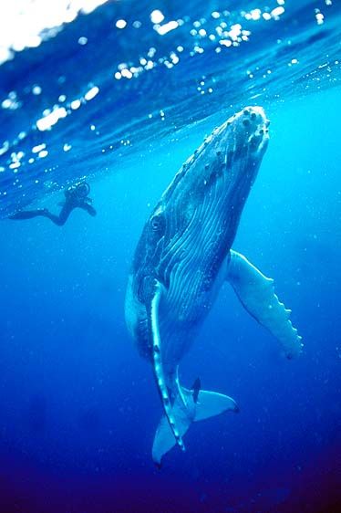 De wijsheid van een walvis brengt ons een boodschap van eenheid en ...